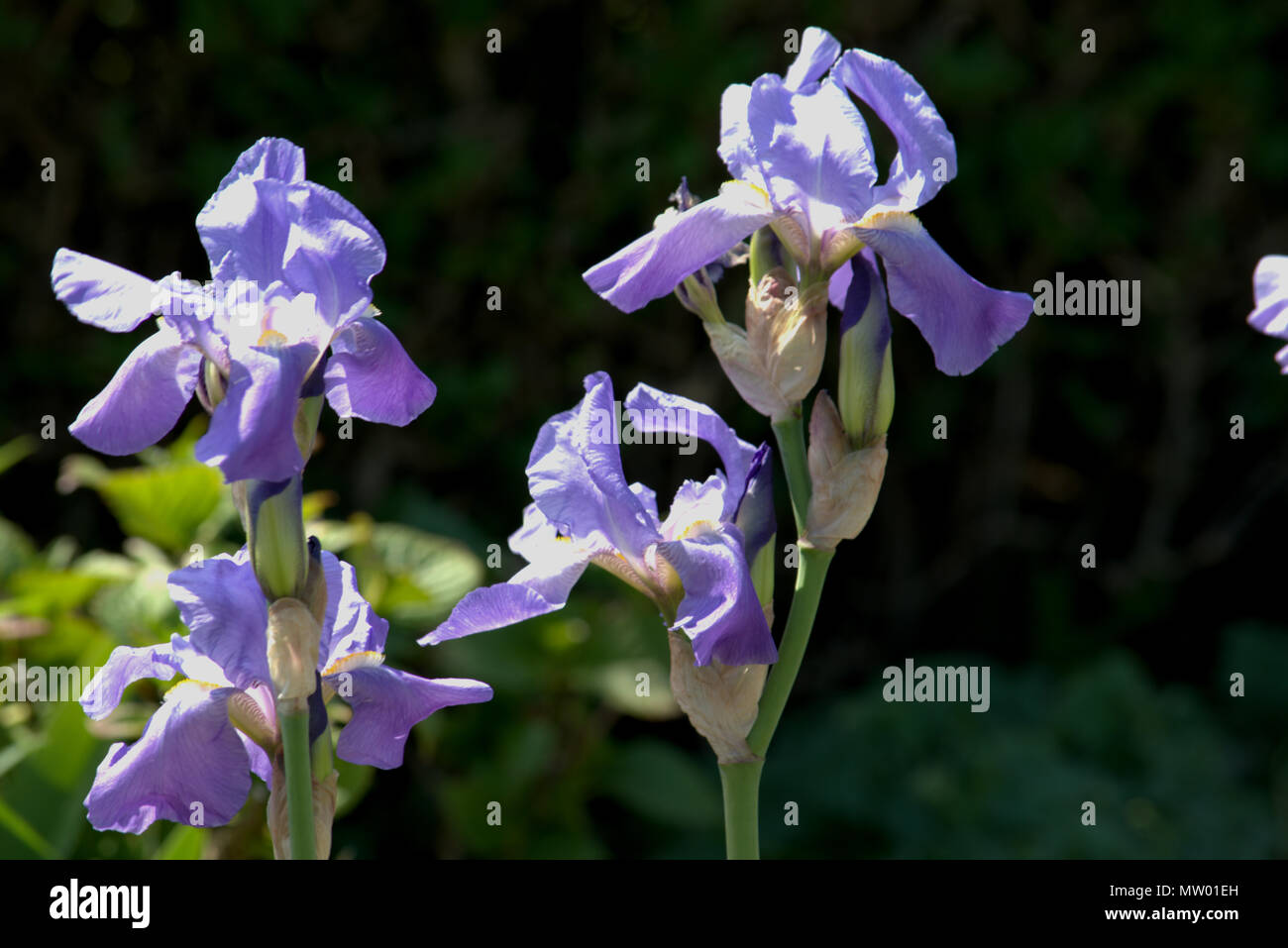 Blue Bearded Iris flowers in sunshine Stock Photo - Alamy