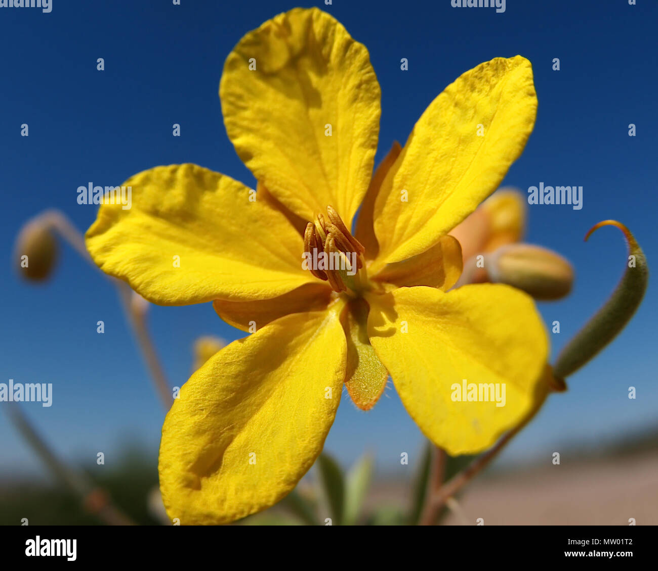 Desert cassia hi-res stock photography and images - Alamy