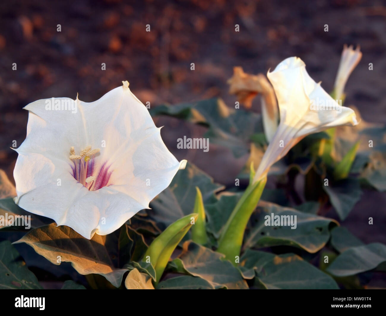 Close-up of a Jimson Weed flower, Arizona, United States Stock Photo ...