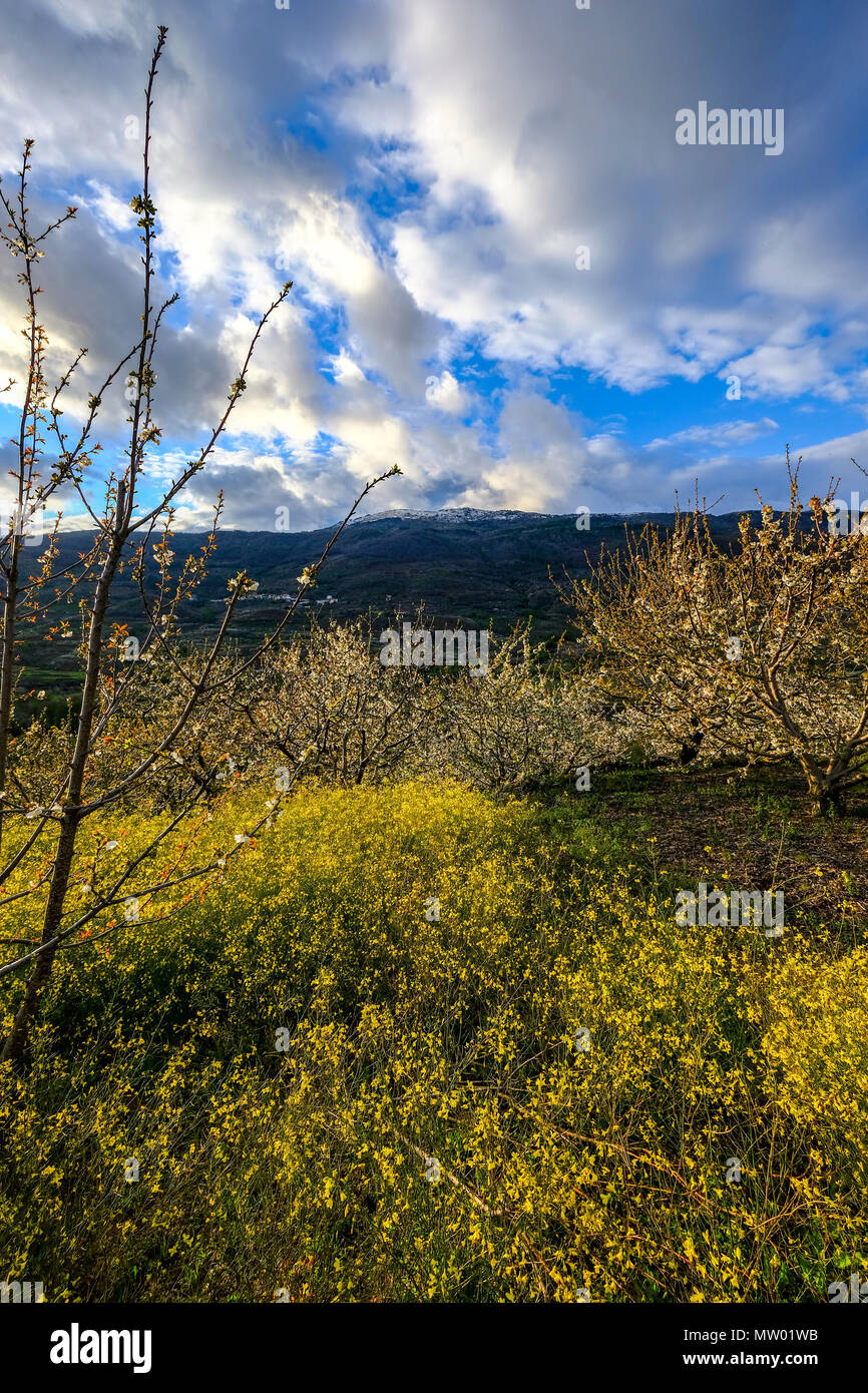 Cherry trees, Valle del Jerte, Caceres, Extremadura, Spain Stock Photo ...
