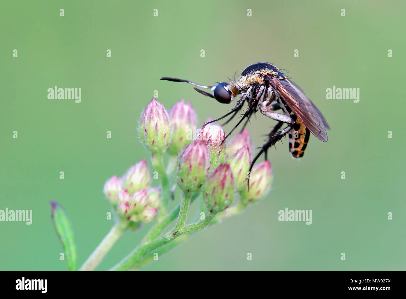 Mosquito hi-res stock photography and images - Alamy