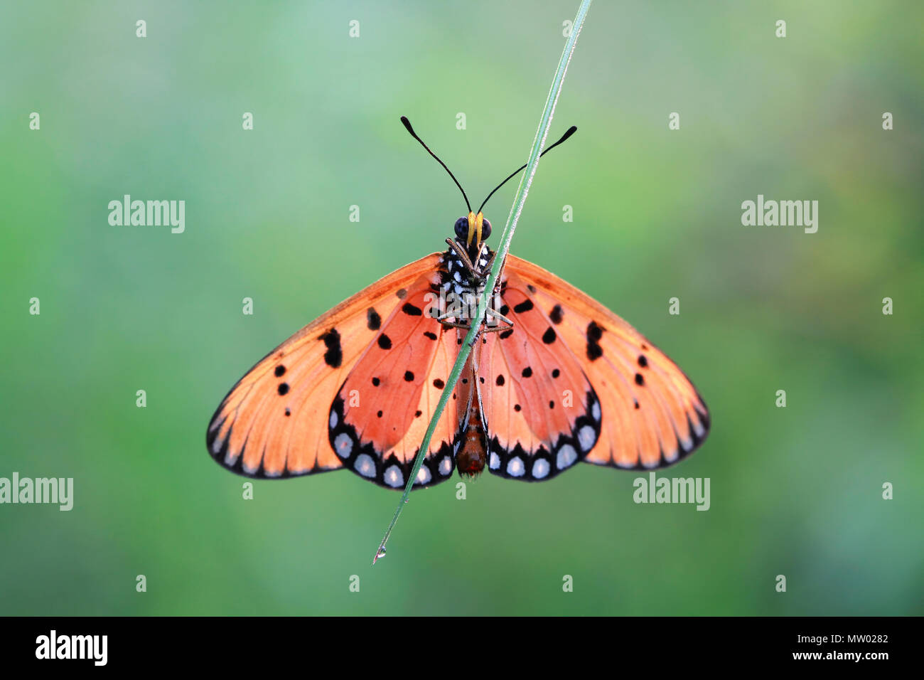 Butterfly in water hi-res stock photography and images - Alamy
