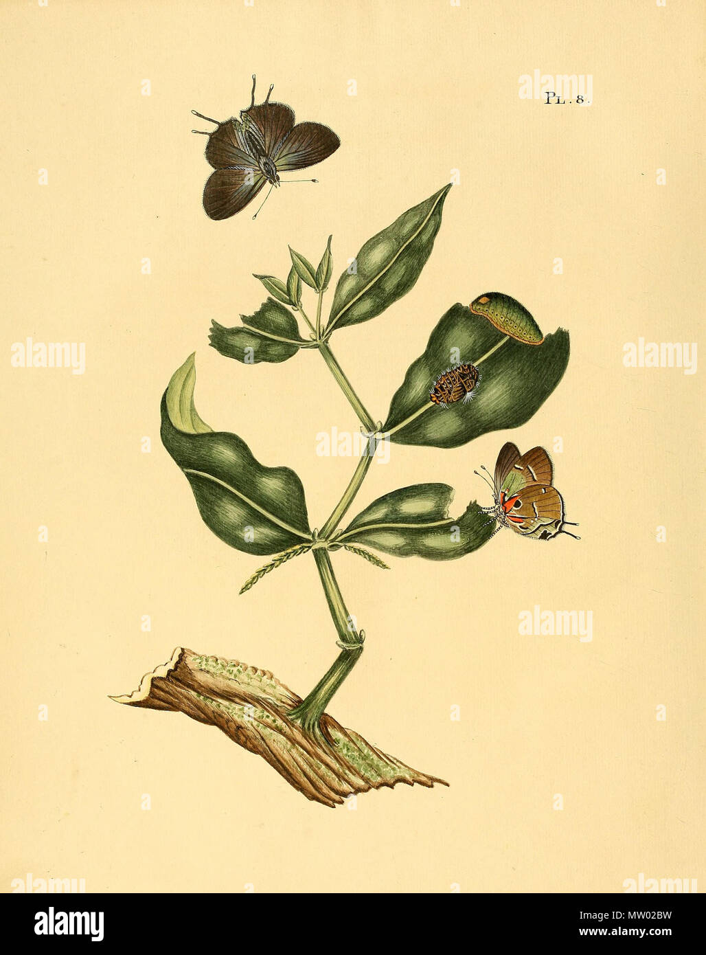 . PL. 8. Illustration of Papilio baeton (= Atlides inachus). 1848. Jan ...