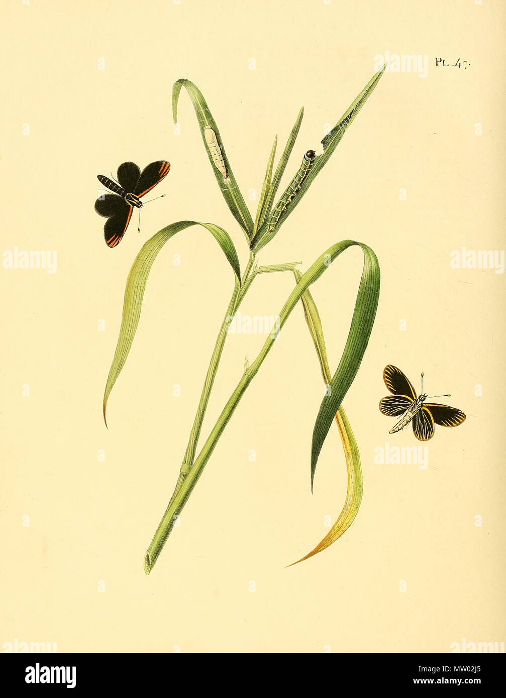 . Illustration of: unidentified butterfly, described as Papilio menes ...