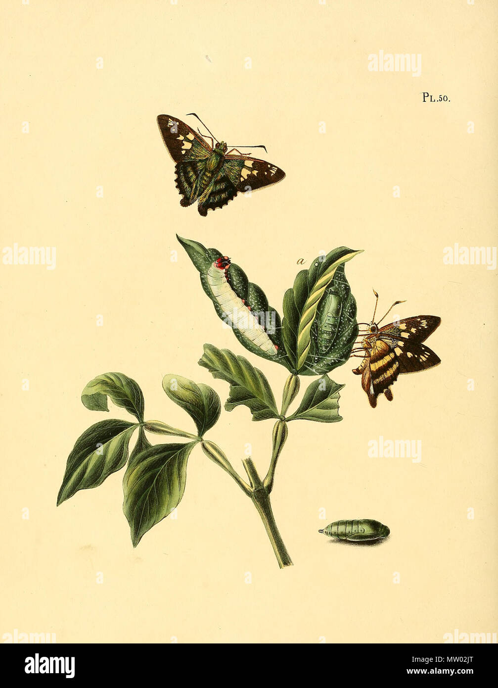 . Illustration of: Nascus phocus (as syn. Papilio decemmaculata) . 1848 ...