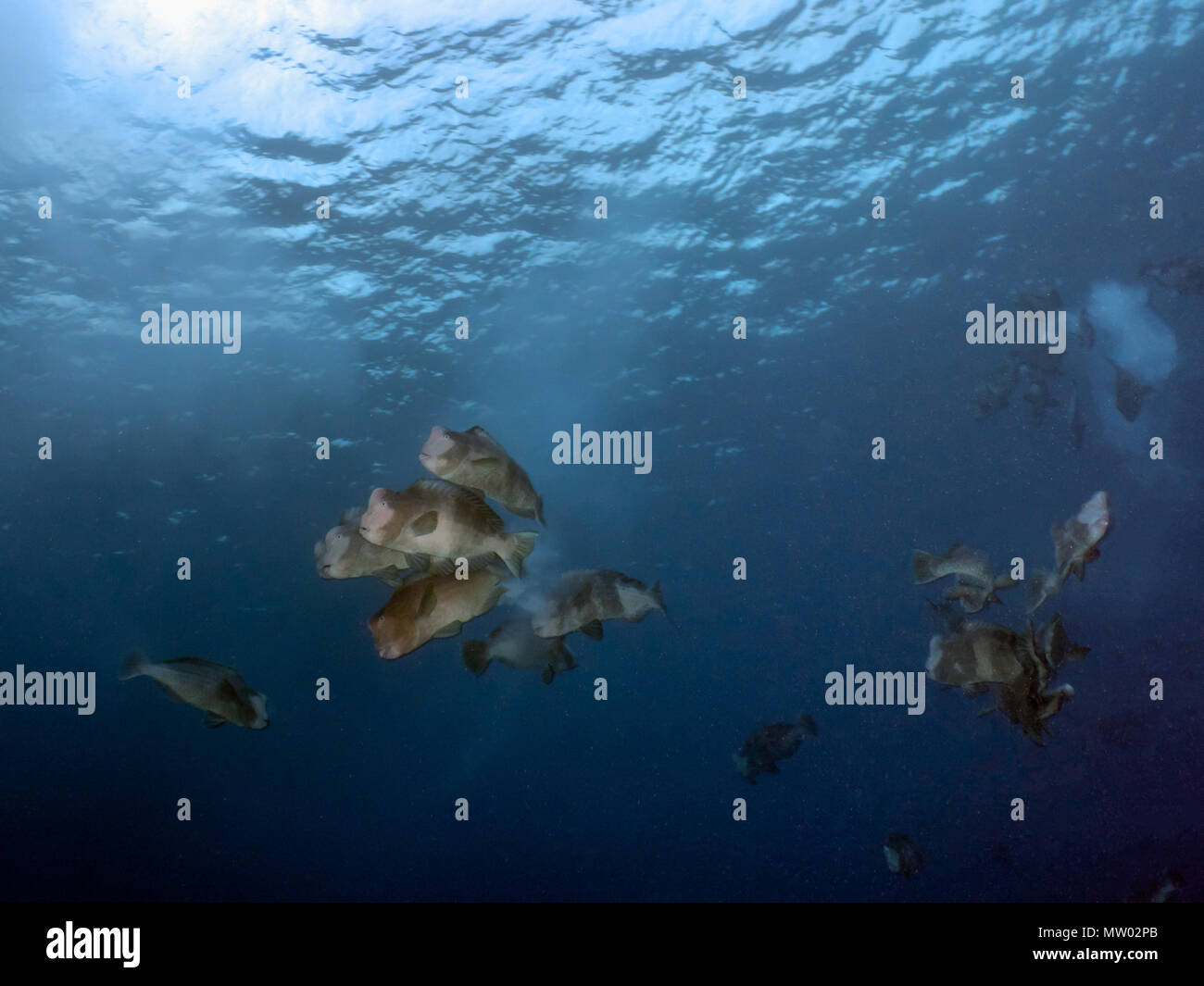 Bumphead fish spawning, Koror, Palau Stock Photo - Alamy