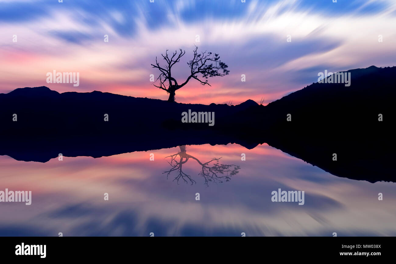 Reflection of the tree hi-res stock photography and images - Alamy