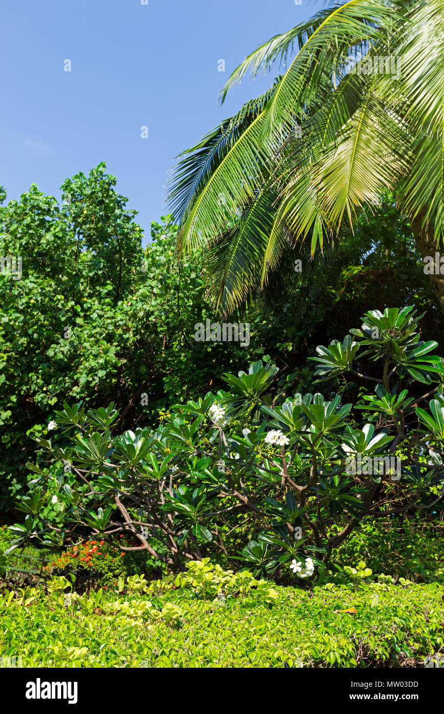 Tropical climate landscape hi-res stock photography and images - Alamy