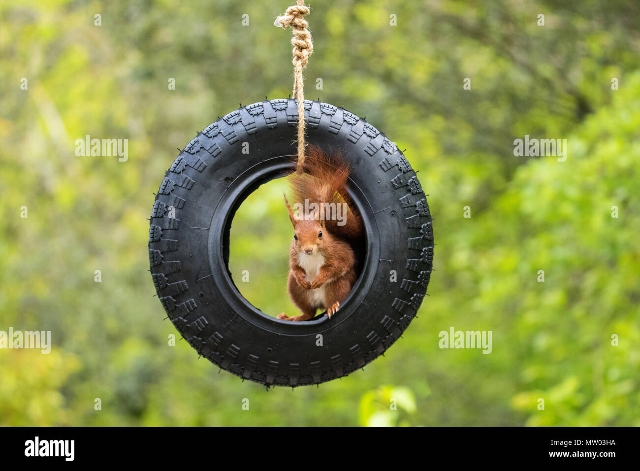Squirrel on swing hi-res stock photography and images - Alamy