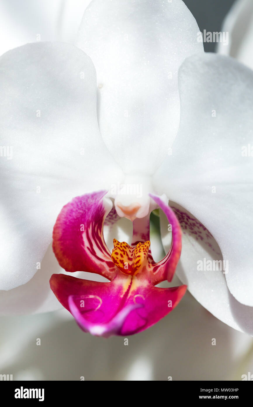 Orchid head hi-res stock photography and images - Alamy