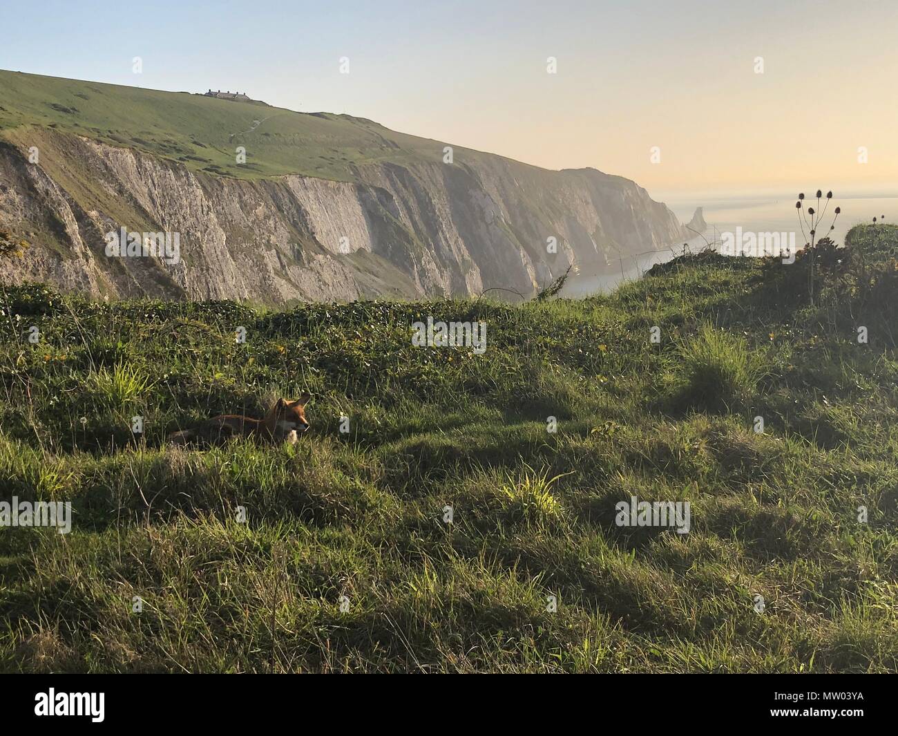 Fox in a rural landscape, Isle of Wight, England, United Kingdom Stock ...