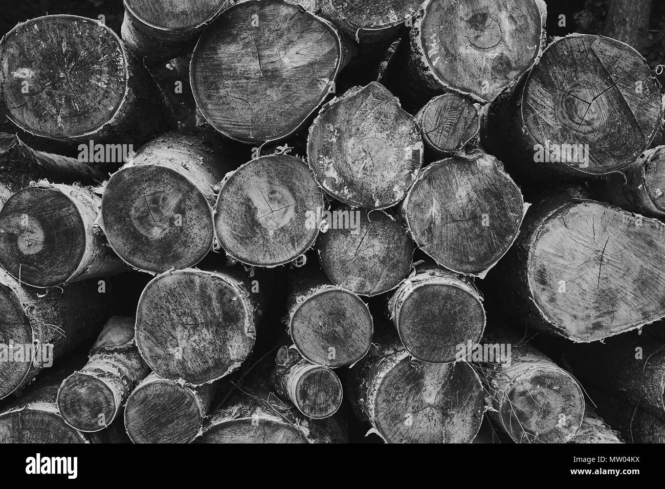 Dry chopped birch-tree logs stacked on top of each other. Black and ...