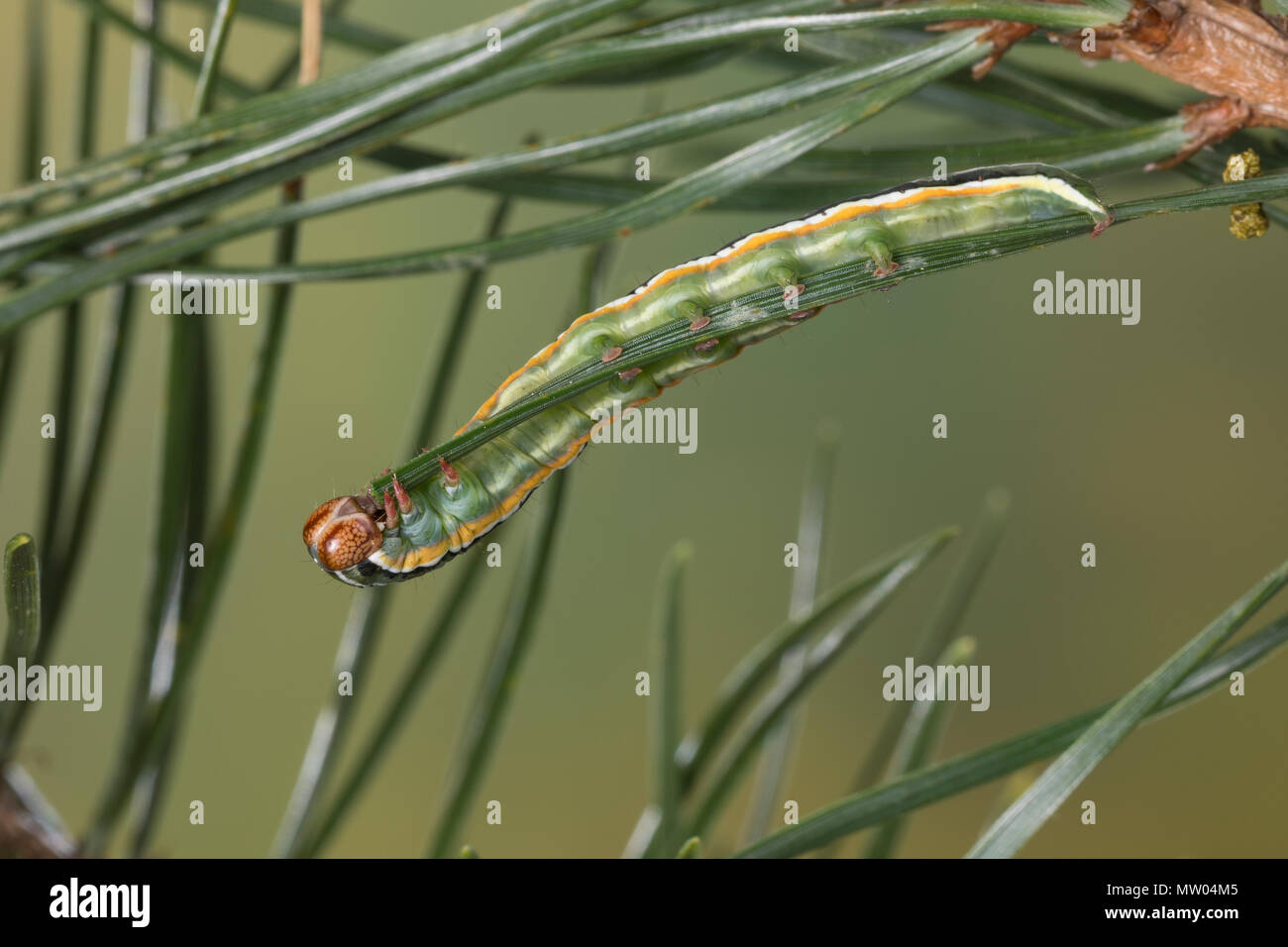 Panolis flammea hi-res stock photography and images - Alamy