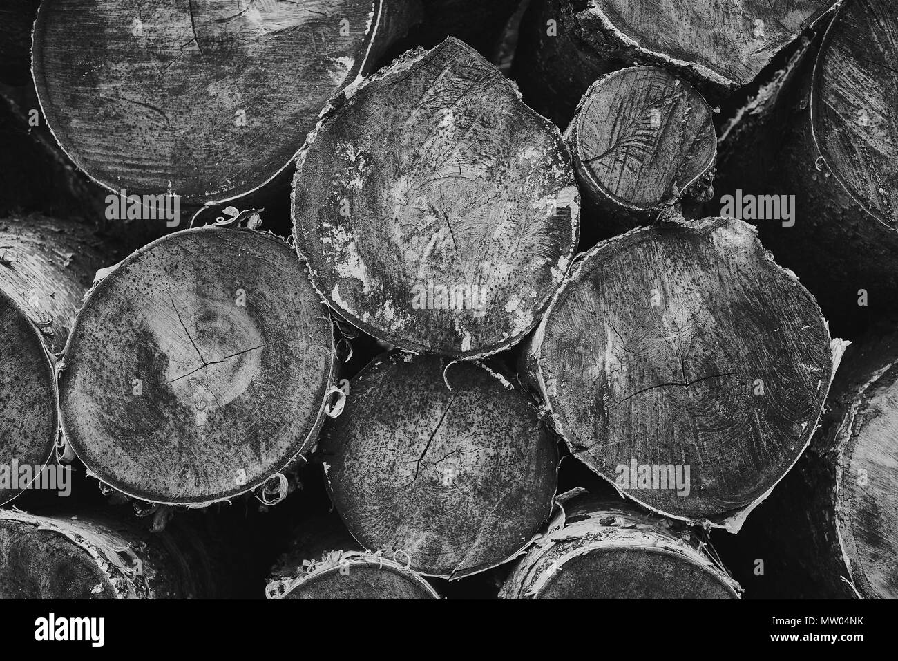 Black And White Pile Of Logs High Resolution Stock Photography and ...