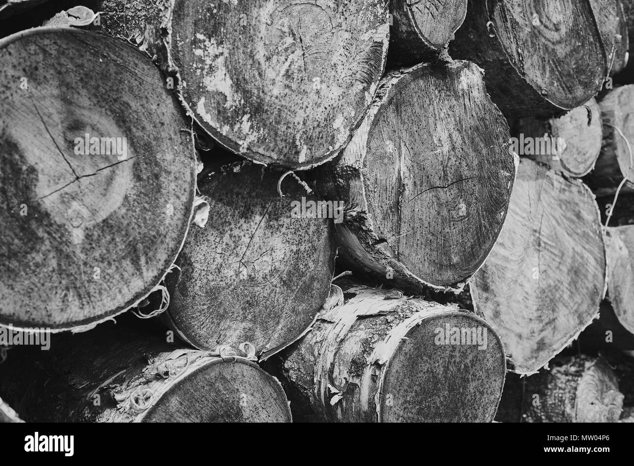 Dry chopped birch-tree logs stacked on top of each other. Black and ...