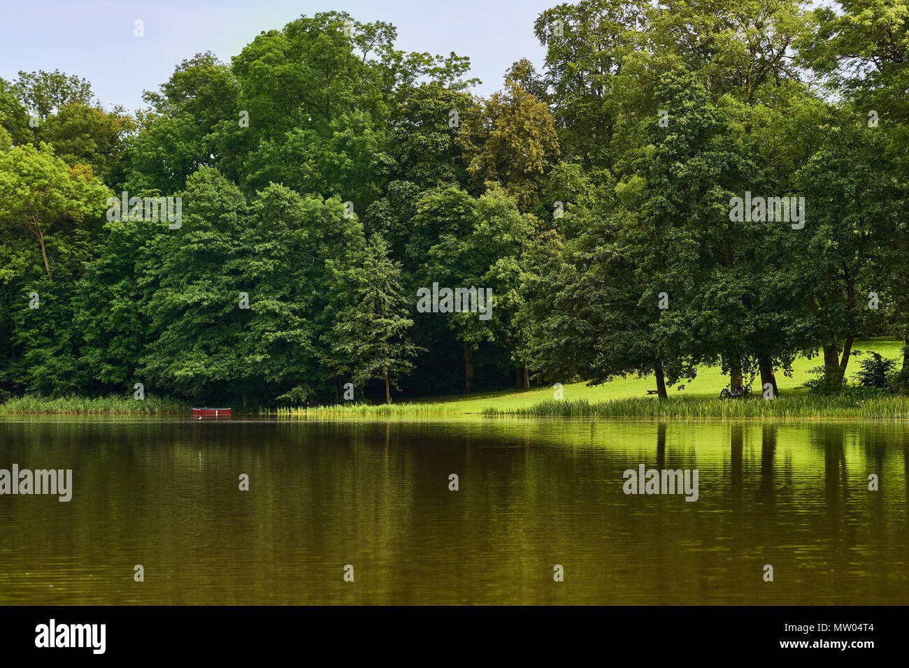 View from the water on the lakeside in the forest Stock Photo - Alamy