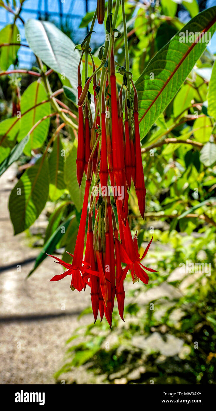 Peruvian flower hi-res stock photography and images - Alamy