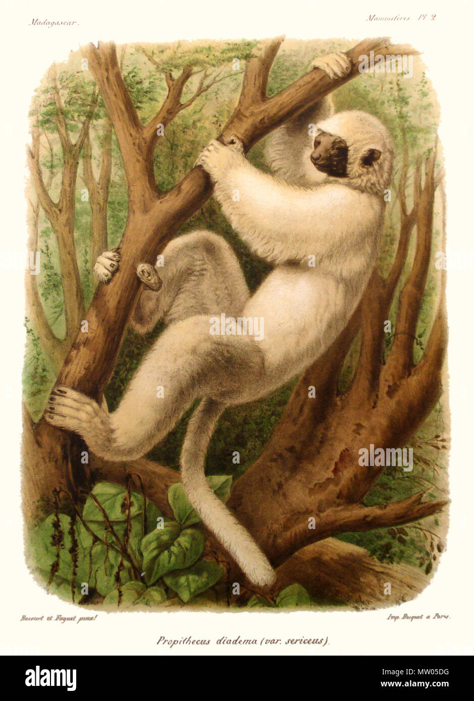 . English: Silky Sifaka (Propithecus candidus) Original caption ...