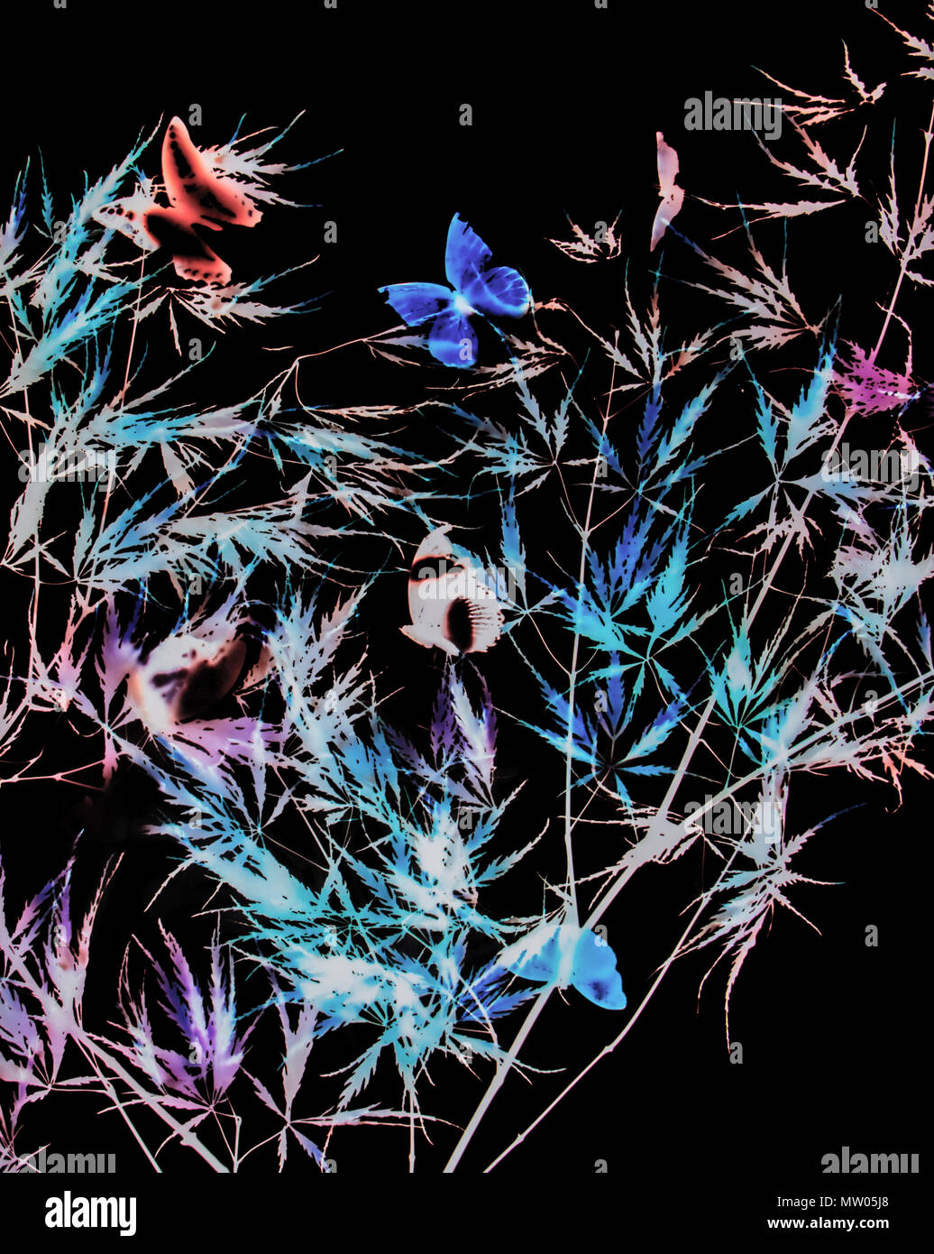 Photogram of Insects in Nature Stock Photo - Alamy