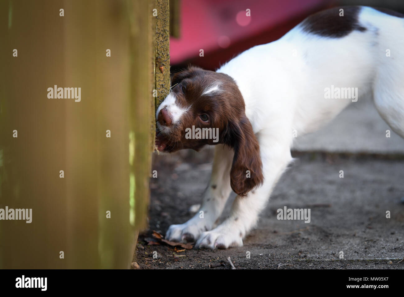 A English springer spaniel puppies bites on a wooden gate to relieve ...