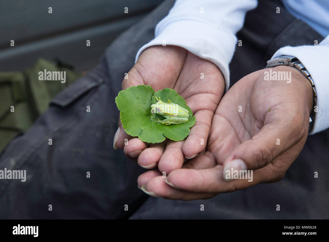 Rana punteada hi-res stock photography and images - Alamy