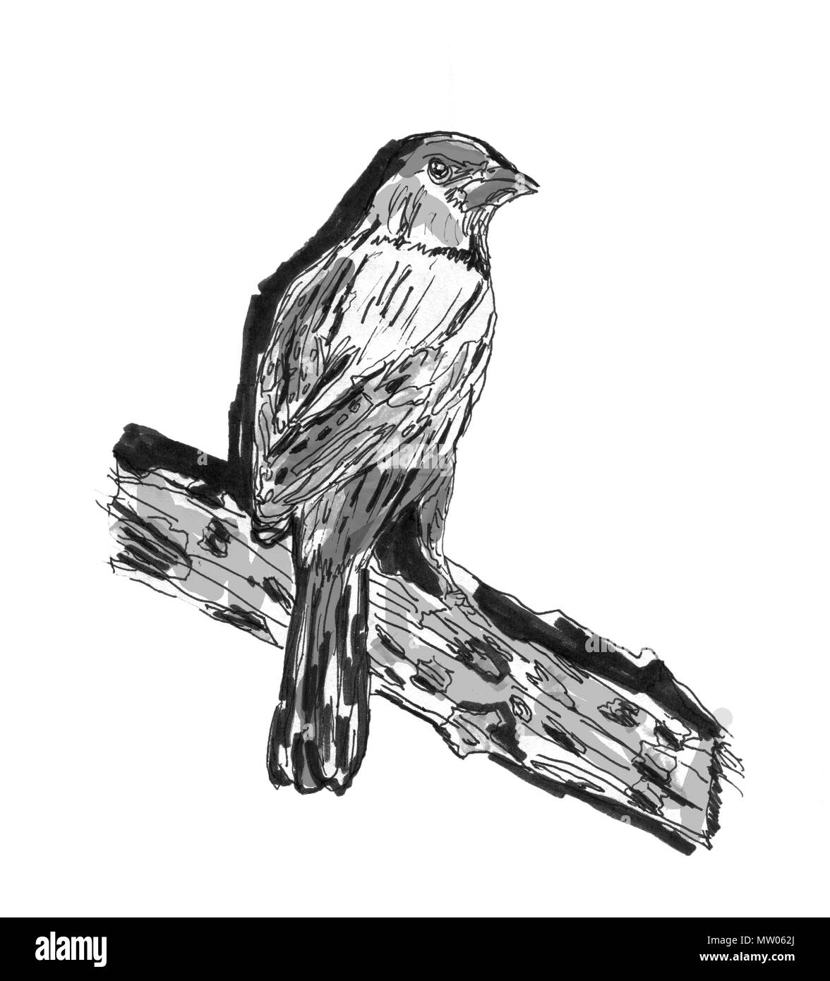 Ink drawings of bird hi-res stock photography and images - Alamy