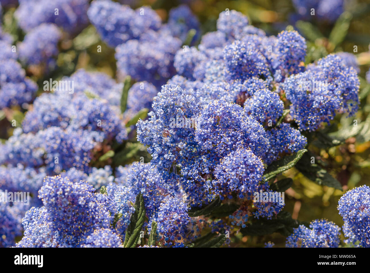 Californian lilac garden hi-res stock photography and images - Alamy