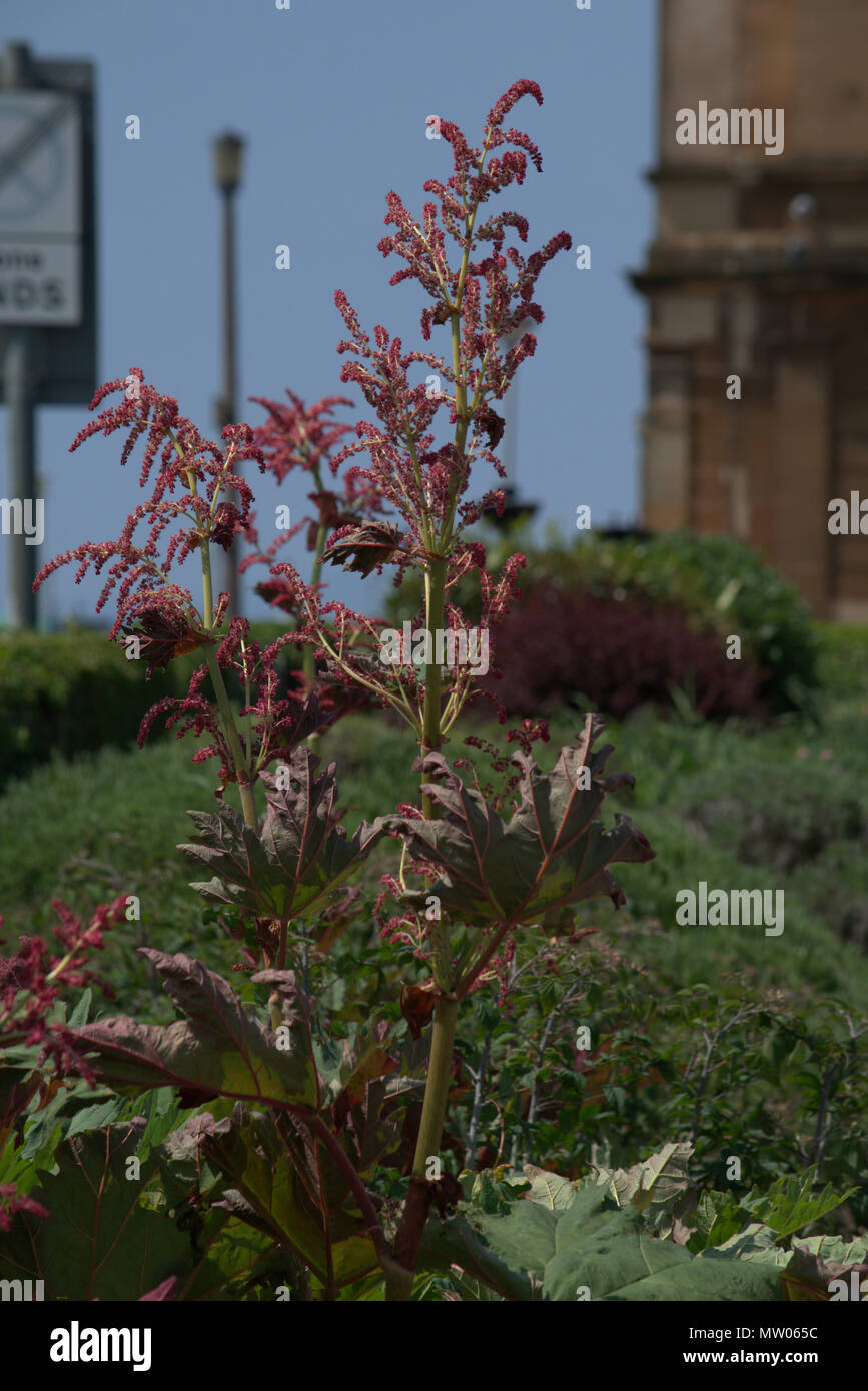 Giant Rheum, Rheum palmatum Stock Photo - Alamy