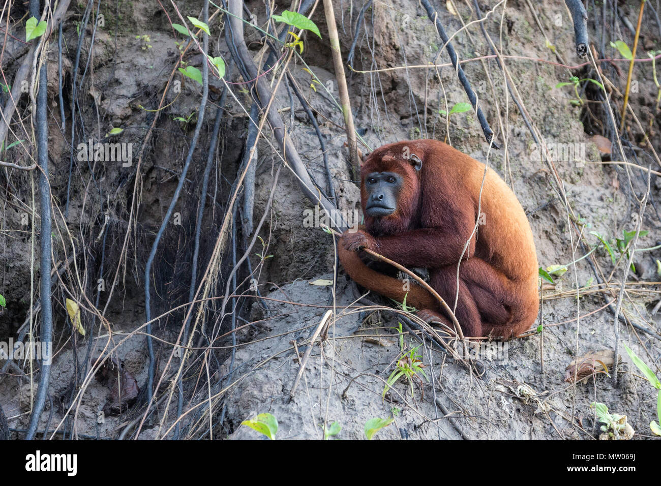 Adult red howler monkey, Alouatta seniculus, San Miguel Caño, Loreto ...