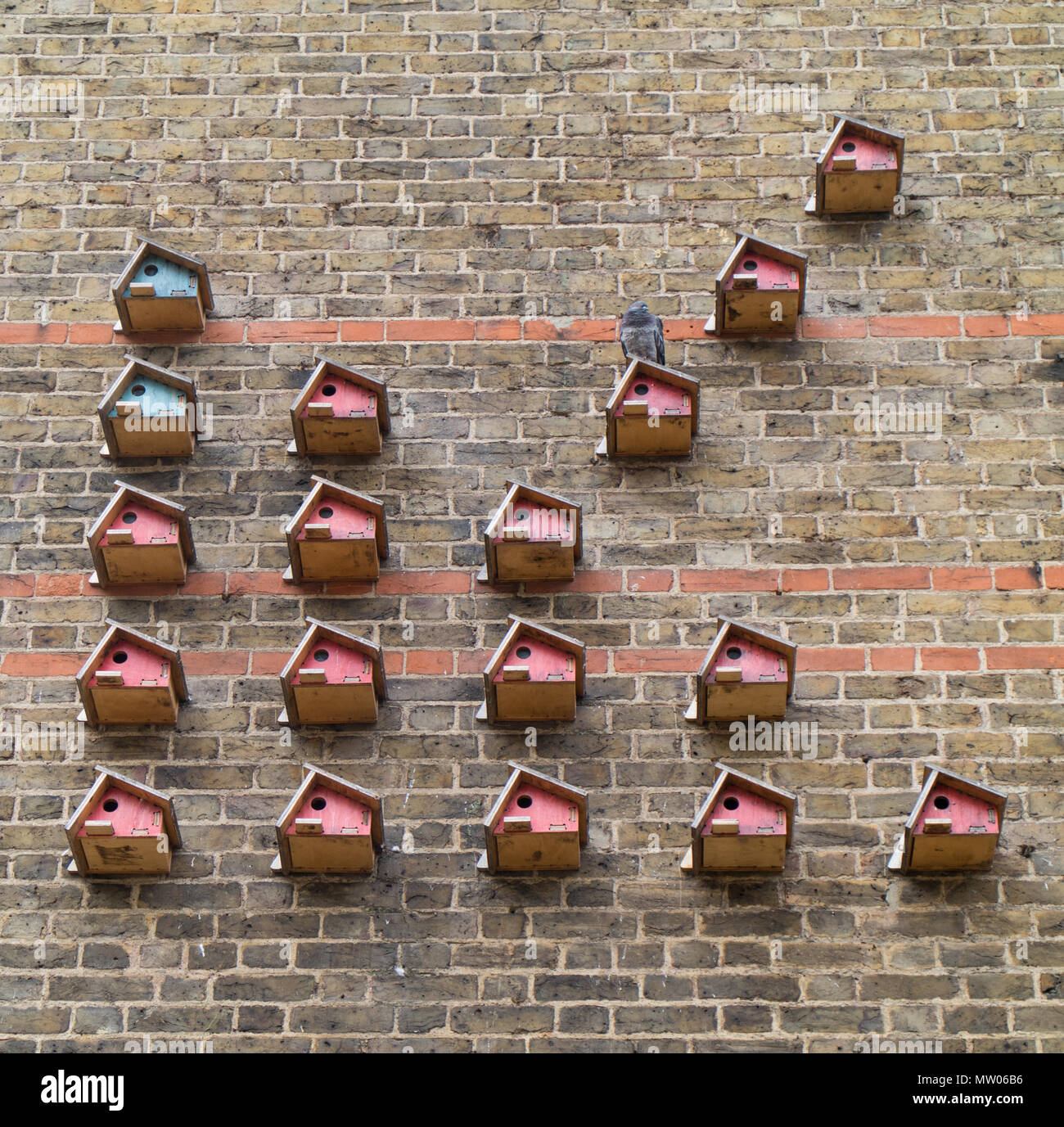 Funny image of fourteen bird boxes on a brick wall with a single feral ...