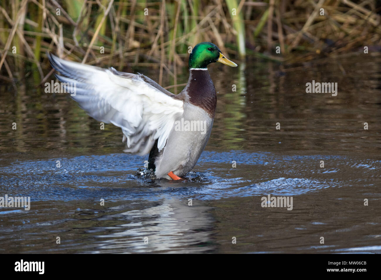 Mallard shaking its feathers Stock Photo - Alamy