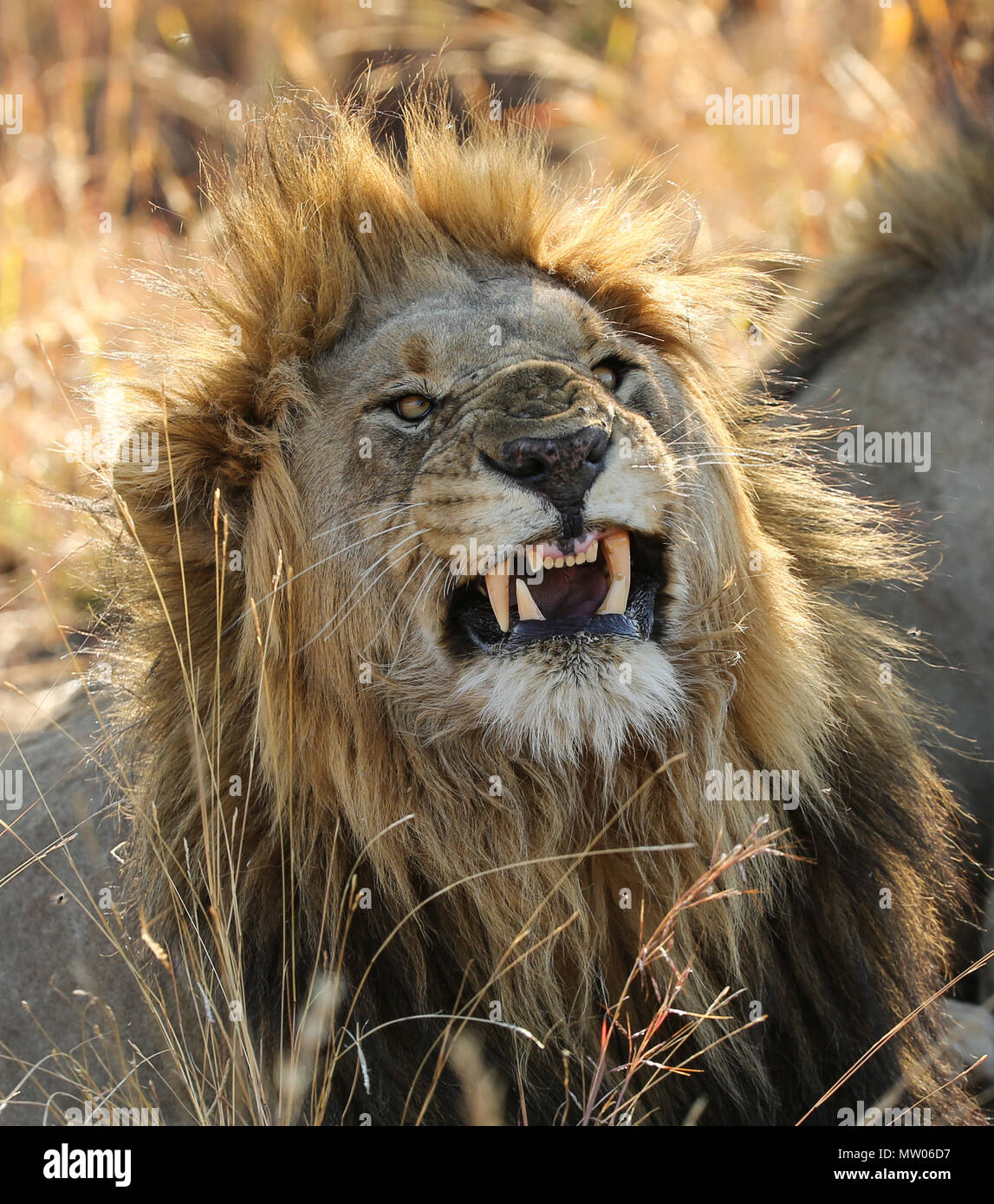 Flehmen hi-res stock photography and images - Alamy