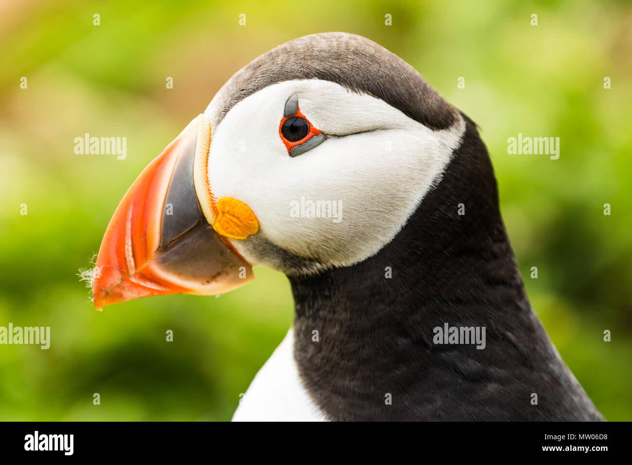 Closeup puffin hi-res stock photography and images - Alamy