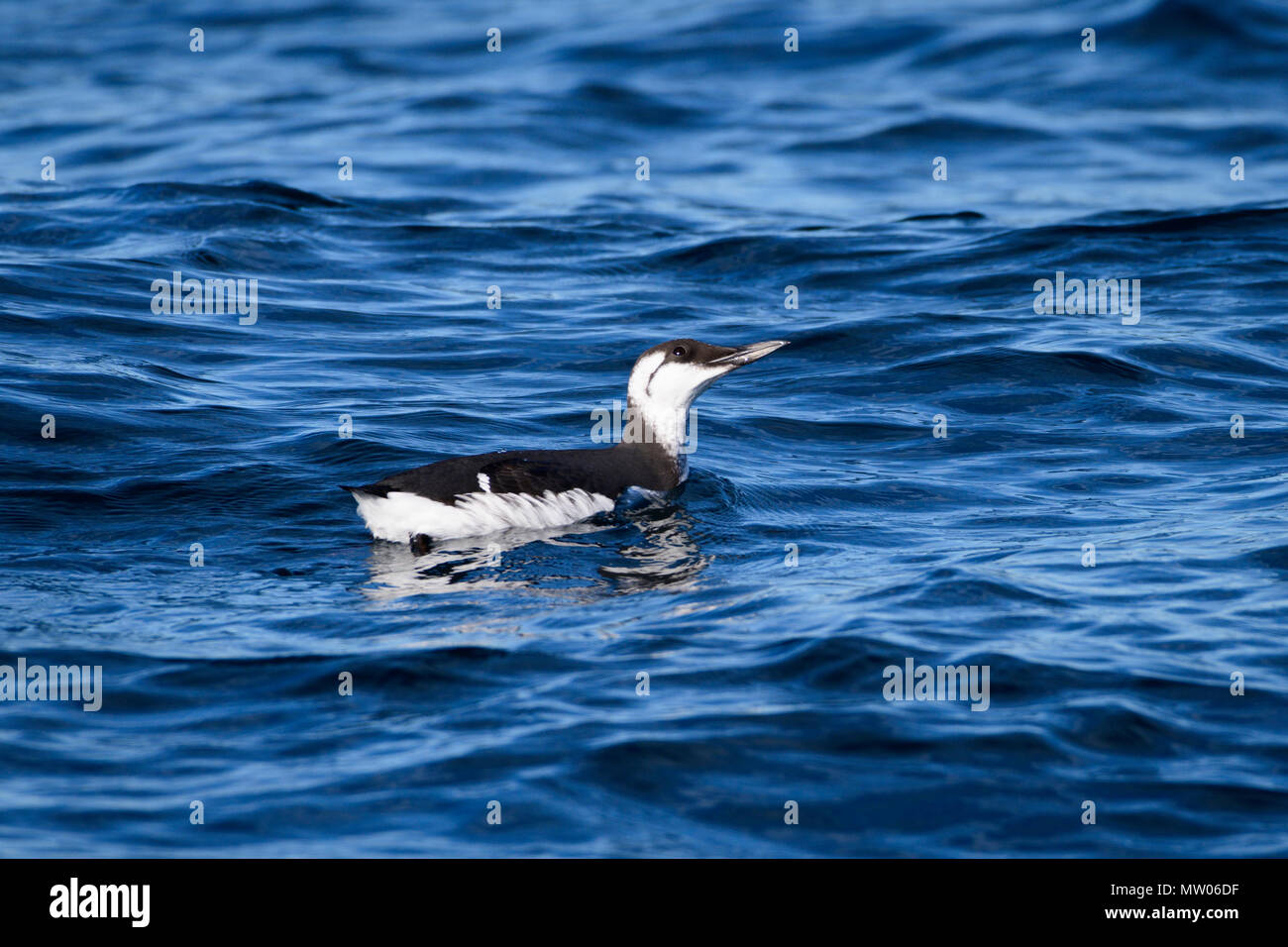 Farallon island san francisco hi-res stock photography and images - Alamy