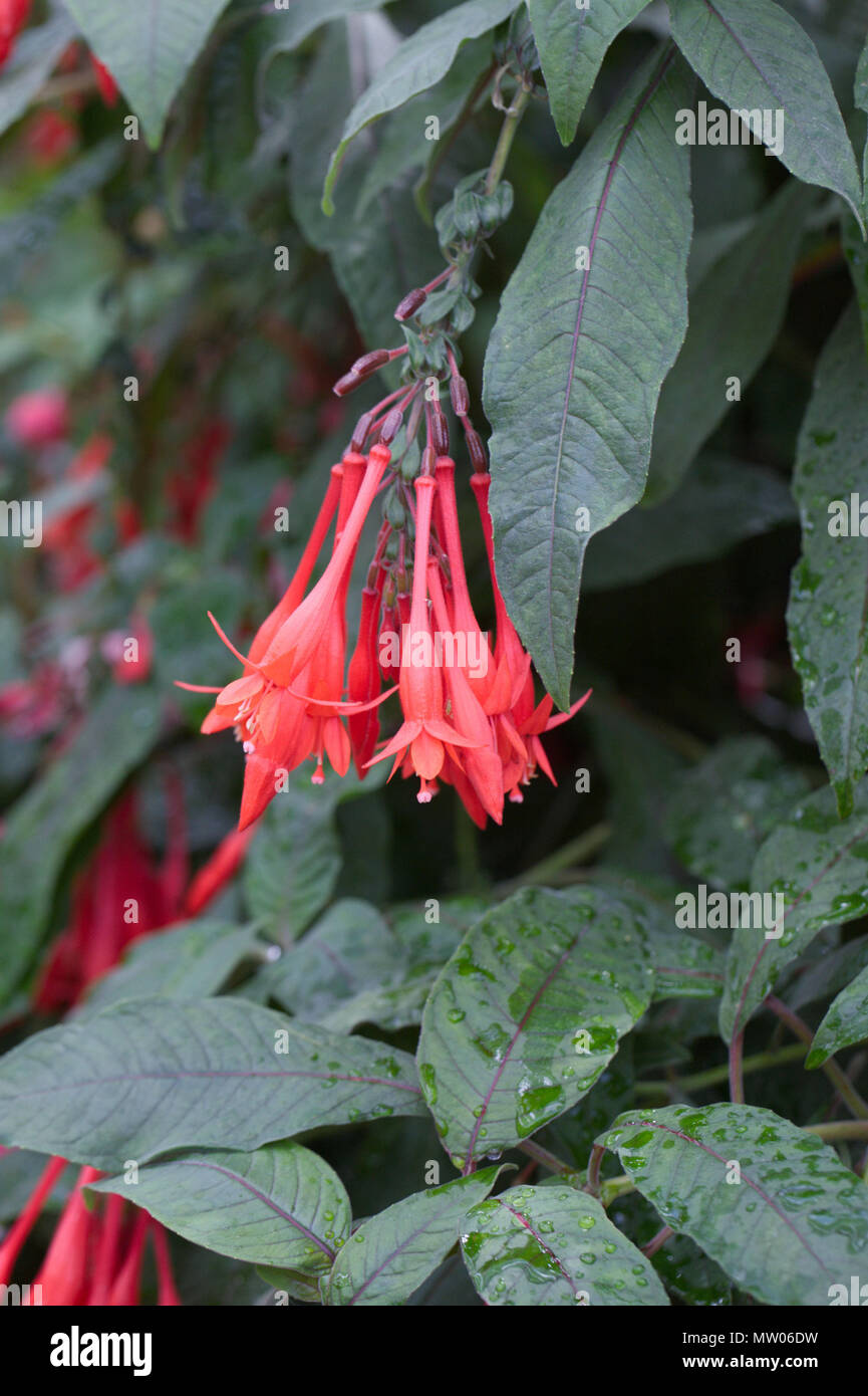 Mary flowers hi-res stock photography and images - Alamy