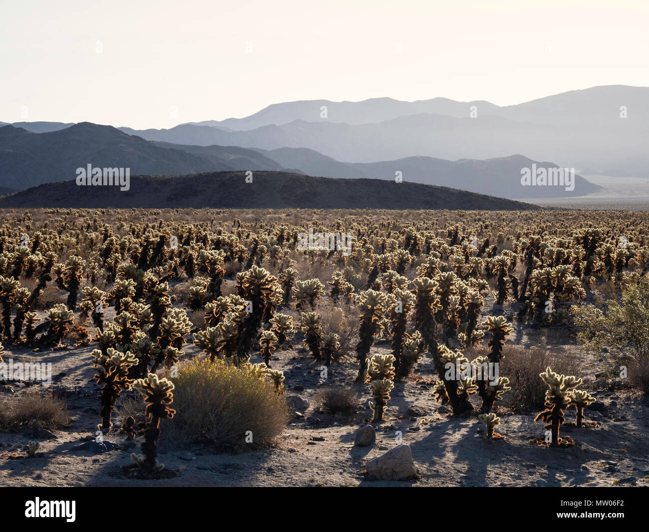 Teddy bear cholla, Cylindropuntia bigelovii, at sunrise in Cholla ...