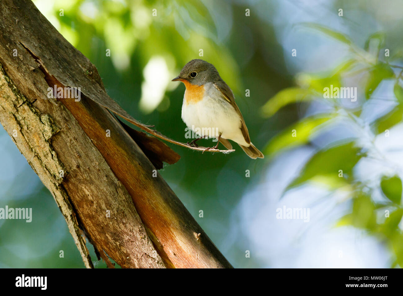 Red-breasted Flycatcher (Ficedula parva). male. Russia, Moscow Stock ...