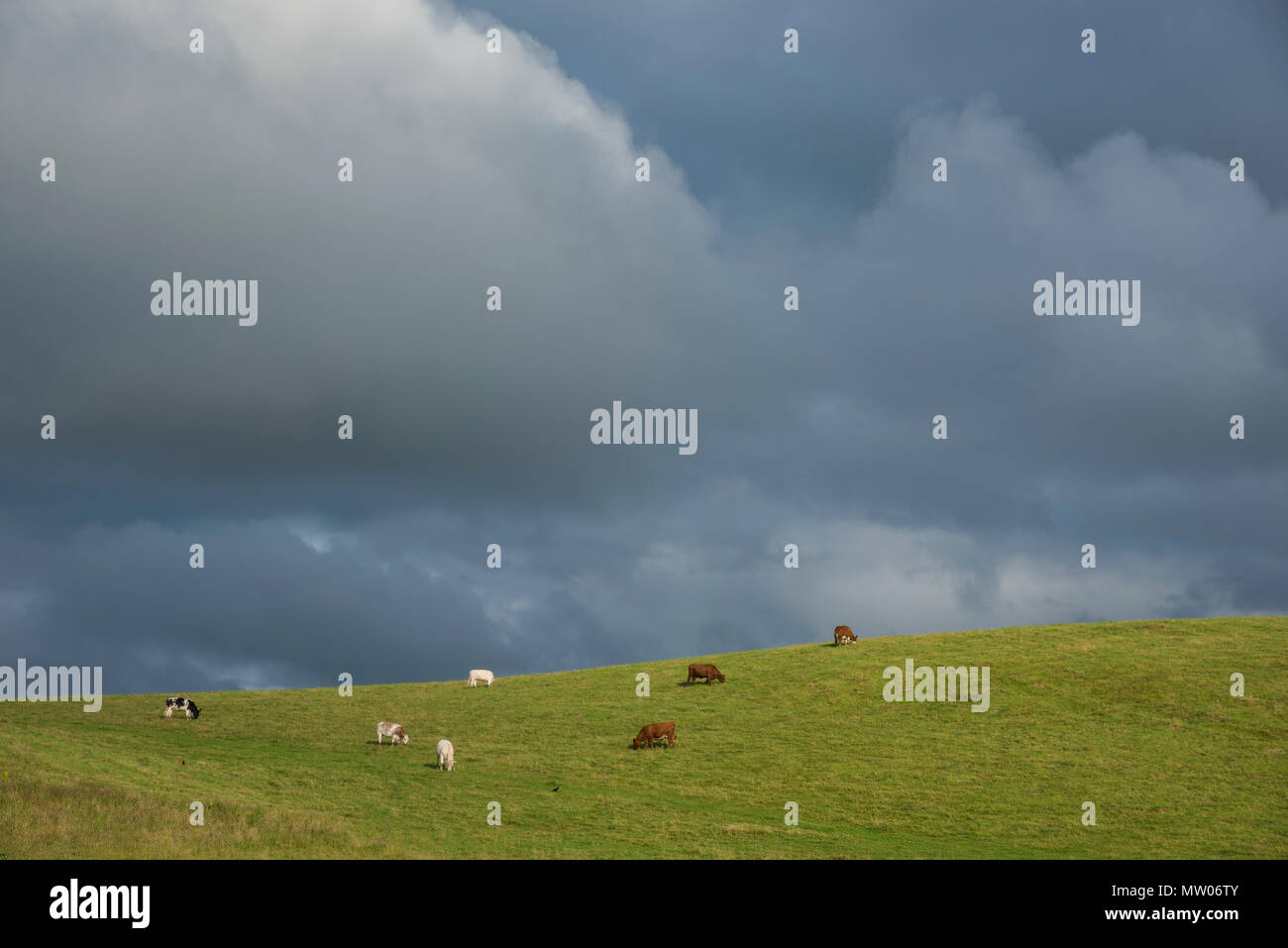 Europe, United Kingdom, UK, Scotland,Scott's View , cows in pasture ...