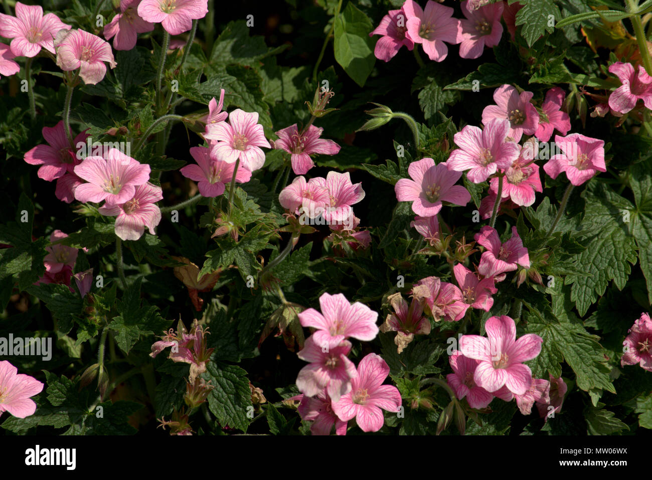 Pink geranium flowers Stock Photo - Alamy