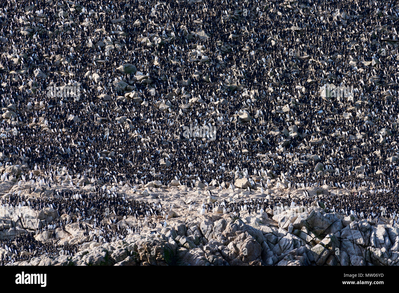 A giant colony made up mostly of Common Murre birds nests at the ...