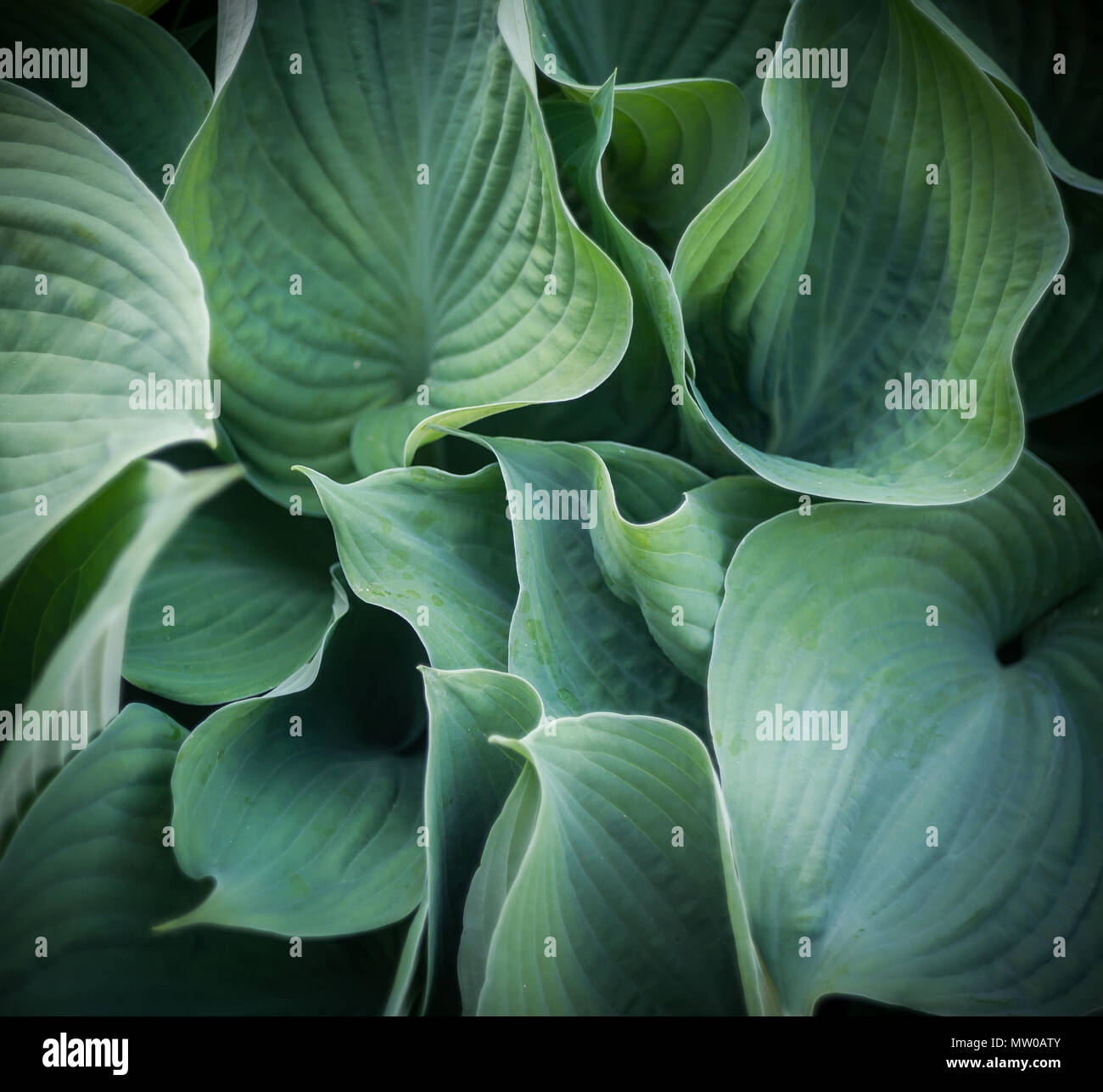 green leaf background Stock Photo - Alamy