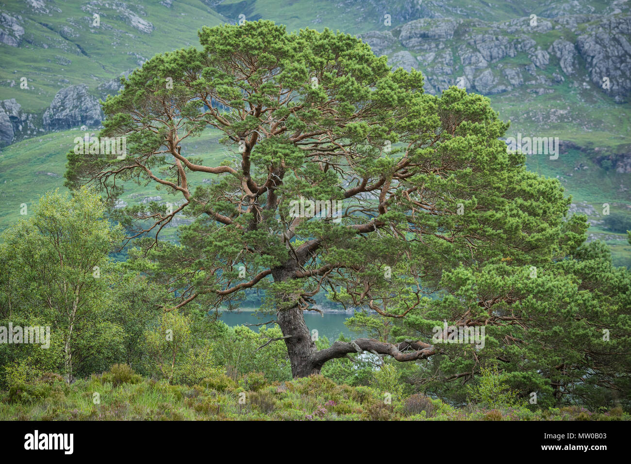 Europe, Great Britain, United Kingdom, Scotland, Talladale,Loch Maree ...