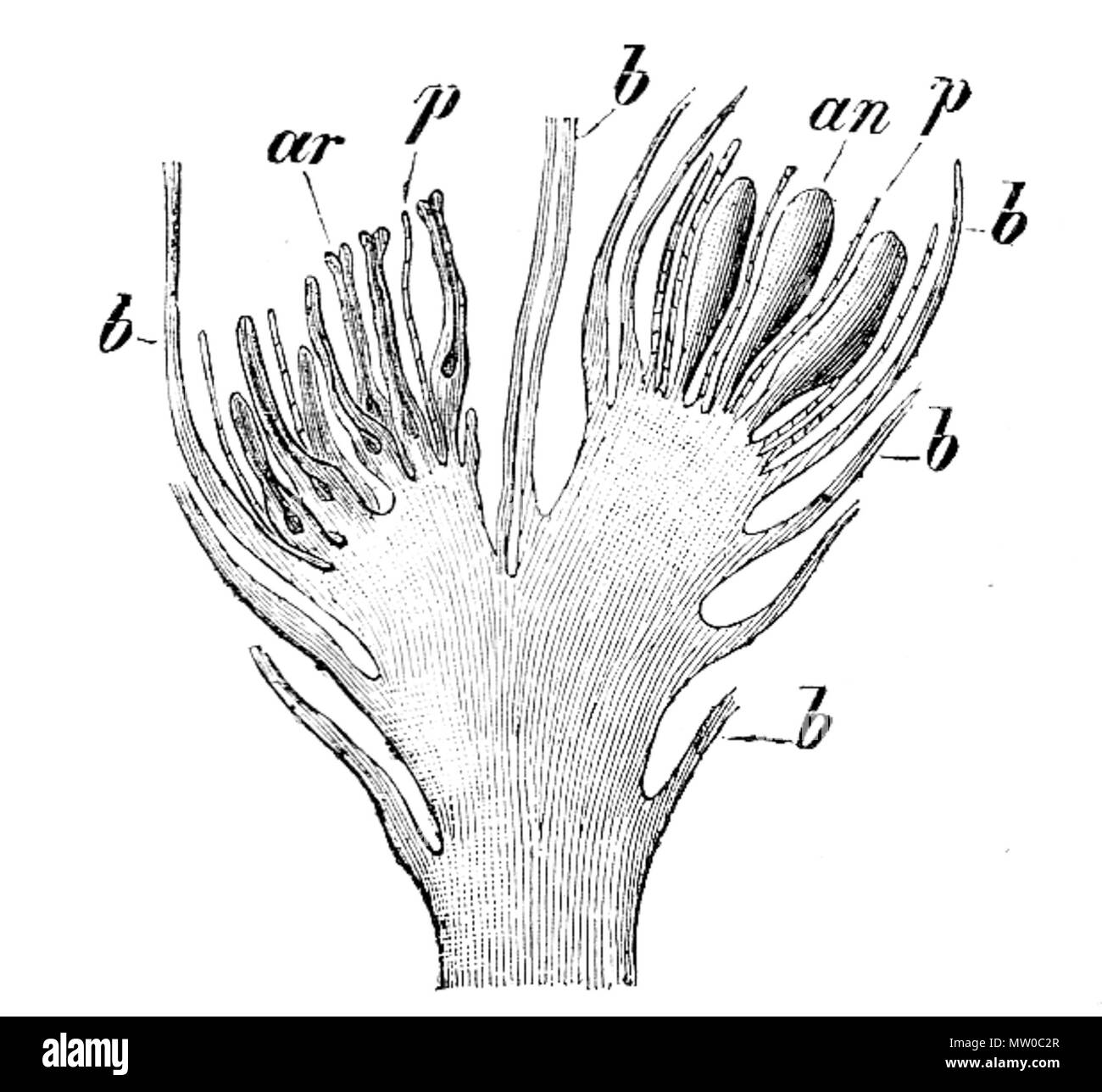 Gametangia hi-res stock photography and images - Alamy