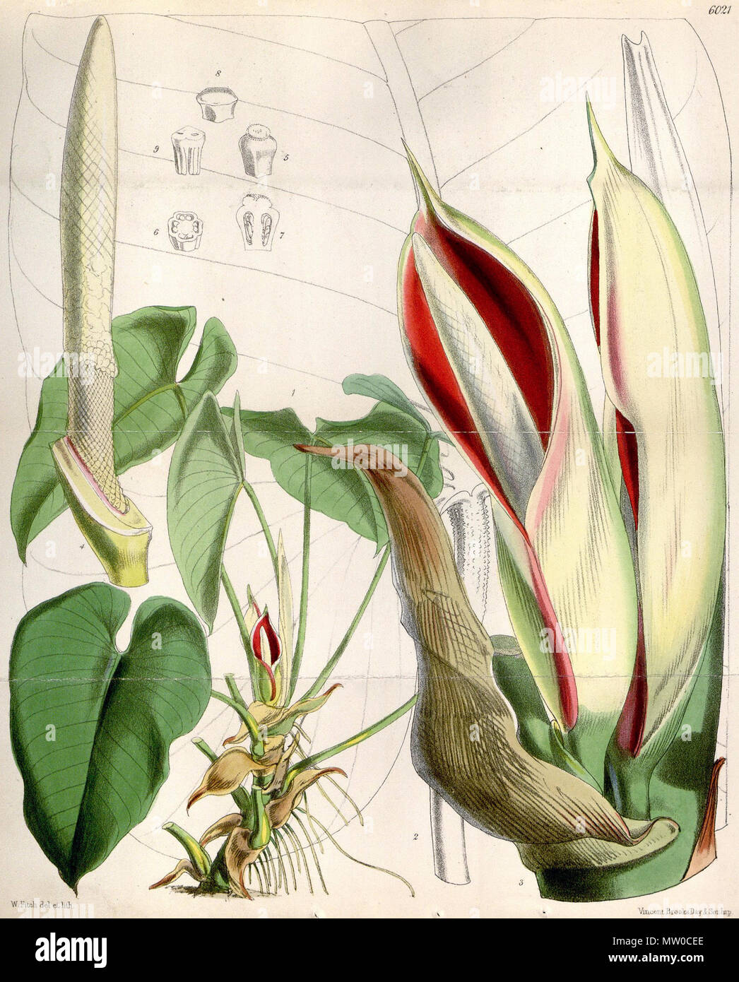 . English: Philodendron ornatum botanical drawing . 1873. W. Fitch (d ...