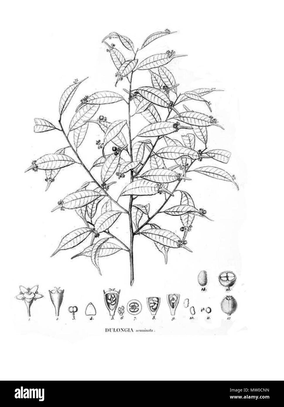 . Illustration of Phyllonoma ruscifolia (Orig. Dulongia acuminata ...