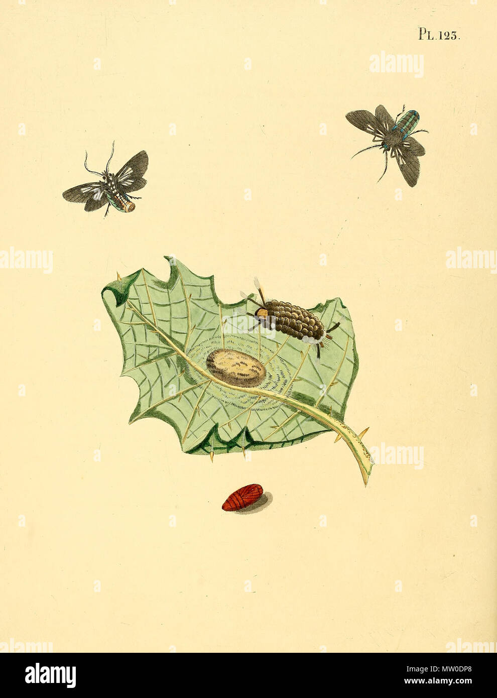 . Illustration of: unidentified butterfly, described as Glaucopis almon ...