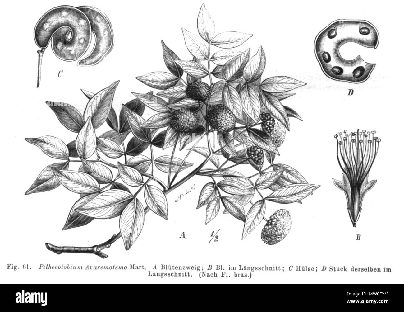 Wilhelm taubert hi-res stock photography and images - Alamy