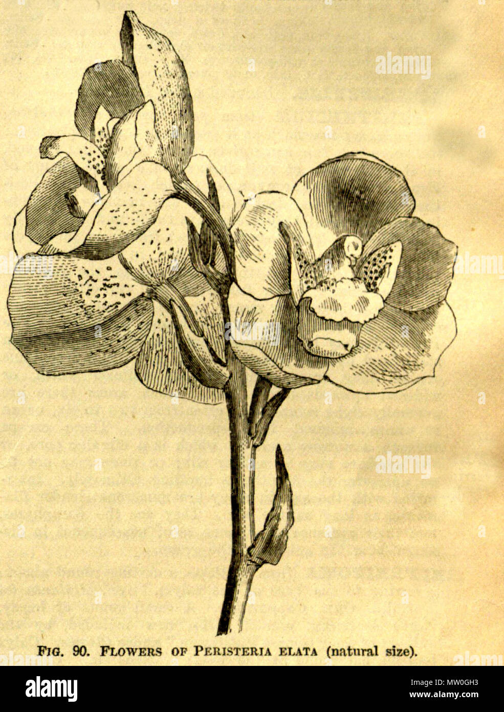 . Illustration of: Peristeria elata, flowers . between 1884 and 1888 ...