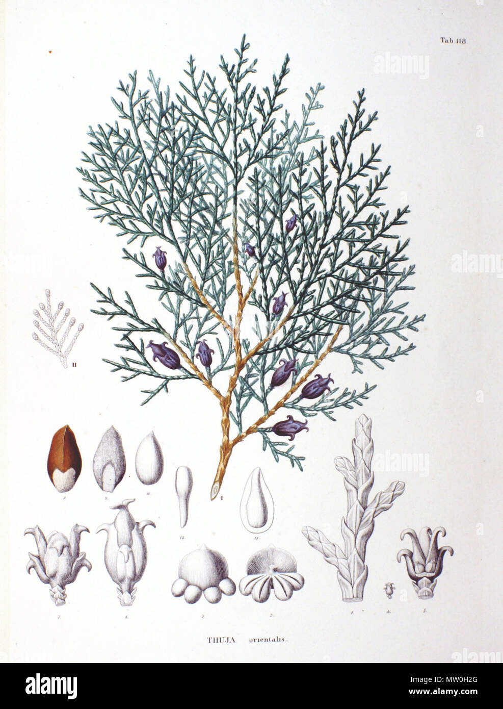 Zuccarini hi-res stock photography and images - Alamy