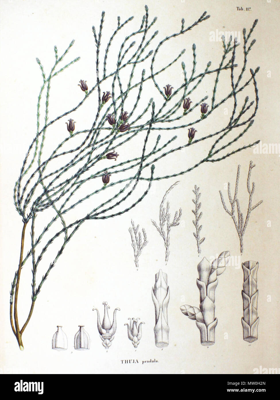 . Plate from book . 1870. Philipp Franz von Siebold and Joseph Gerhard ...